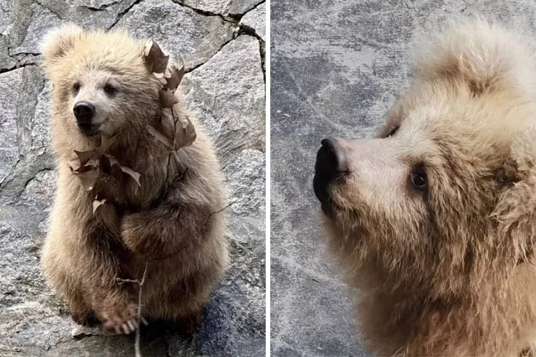 Shanghai's Newest Star: A Bear Cub Named Junjun That’s Cuter Than Labubu!